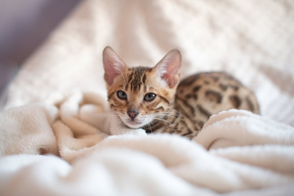 Bengal Cat: Breed Info, Pictures, Care, Traits & Facts | Hepper