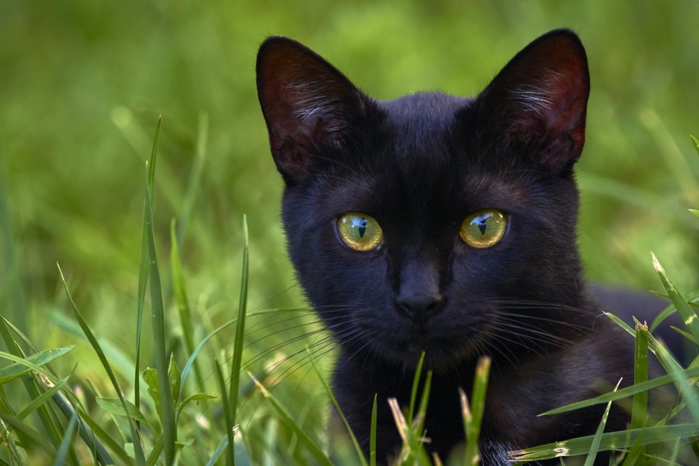 Bombay Cat: Info, Pictures, Traits & Facts | Hepper Bombay Cat: Info, Pictures, Traits & Facts | Hepper