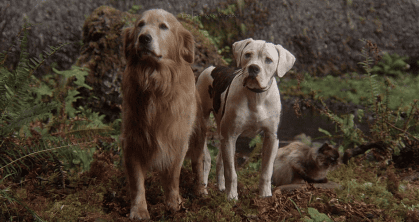 30 Most Famous Dogs From Movies & TV (With Pictures) | Hepper