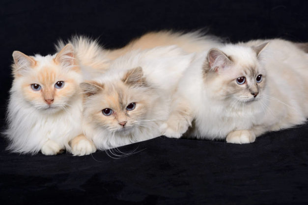 9 Birman Cat Colors (With Pictures) | Hepper