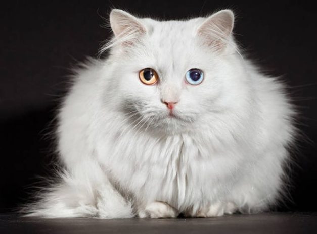 15 Beautiful Turkish Angora Colors & Patterns (With Pictures) | Hepper