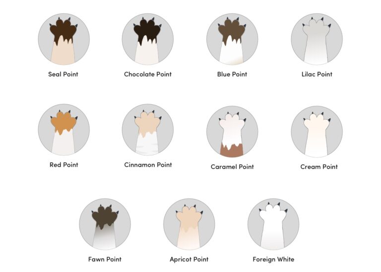 33 Siamese Cat Colors (With Color Chart) | Hepper