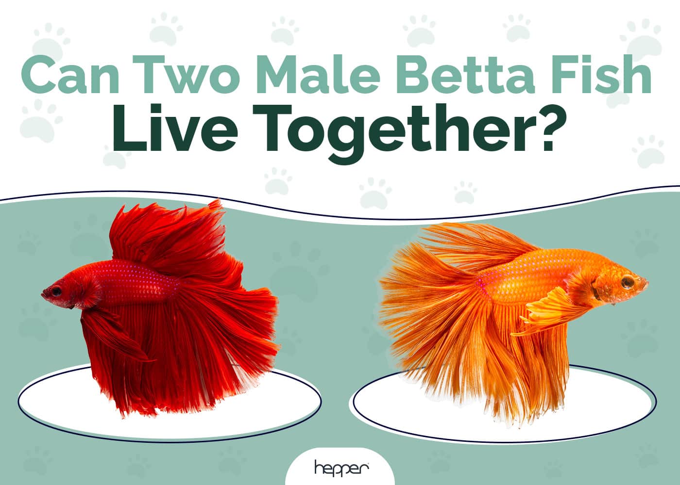 Can Two Male Betta Fish Live Together? Our Vet Explains | Hepper