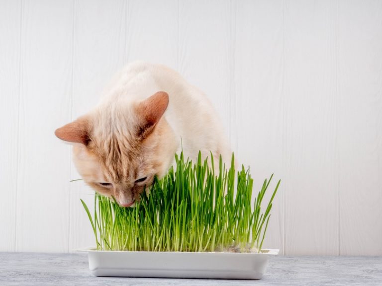 How to Grow Cat Grass Without Soil (5 Easy Steps) | Hepper