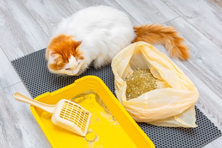 10 Best Non-Clumping Cat Litters - 2025 Reviews & Top Picks | Hepper