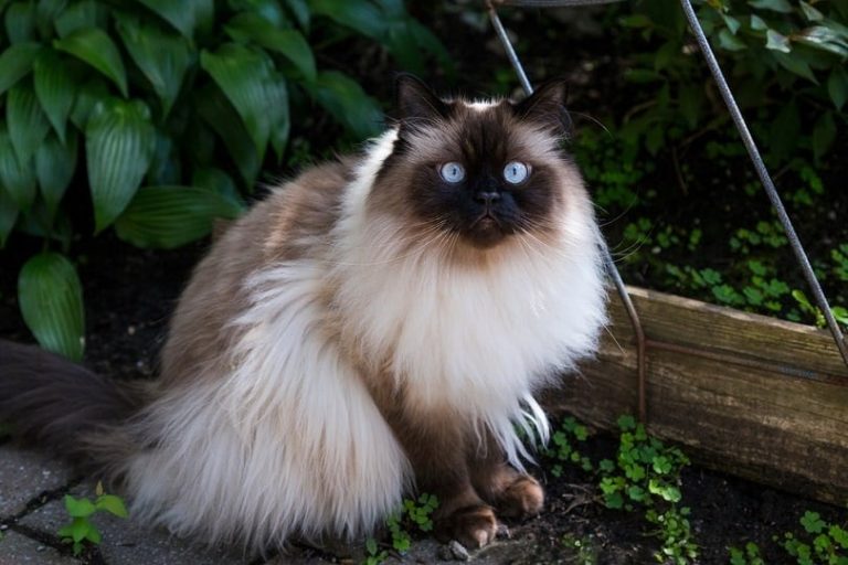 12 Round Face Cat Breeds (With Info & Pictures) | Hepper