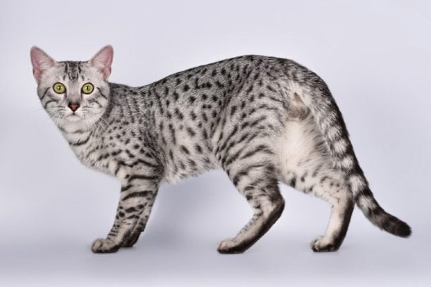 26 Medium Haired Cat Breeds: Info, Pictures & Traits | Hepper