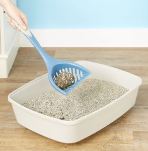 10 Best Non-Clumping Cat Litters - 2024 Reviews & Top Picks | Hepper