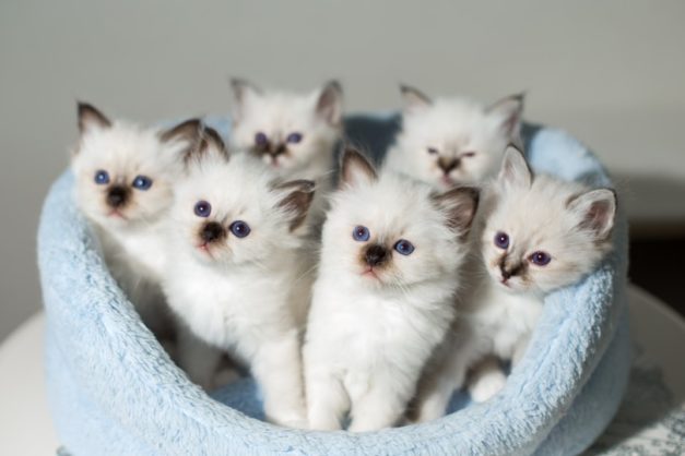 Birman Vs Siamese Cats The Differences With Pictures Hepper