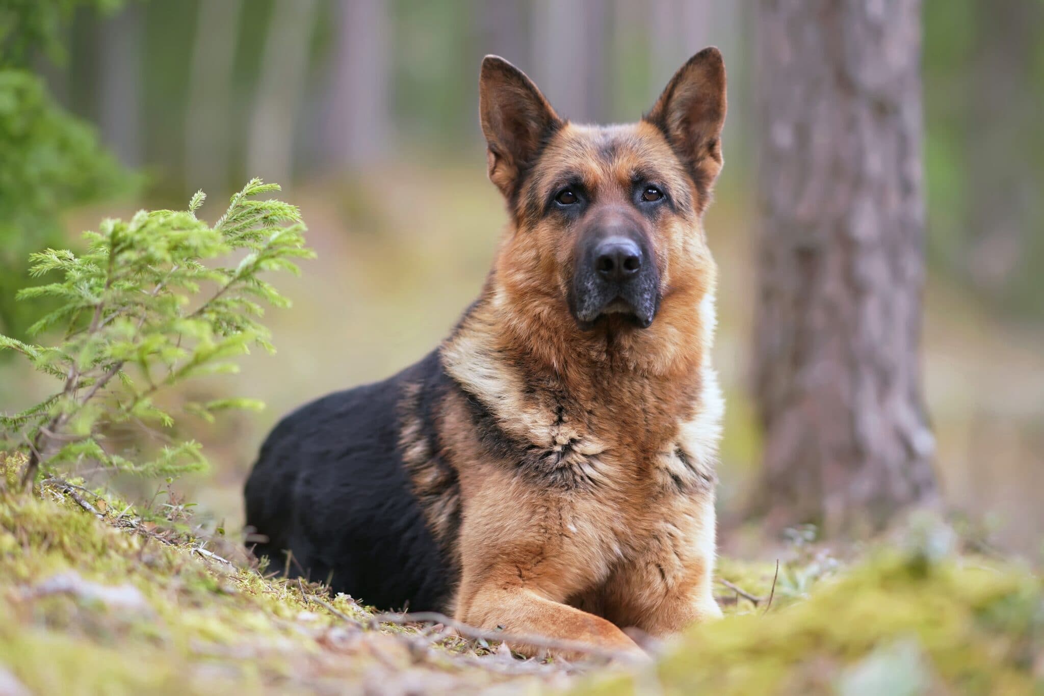 German Shepherd Dog Breed Info: Pictures, Puppies, Traits & Facts | Hepper