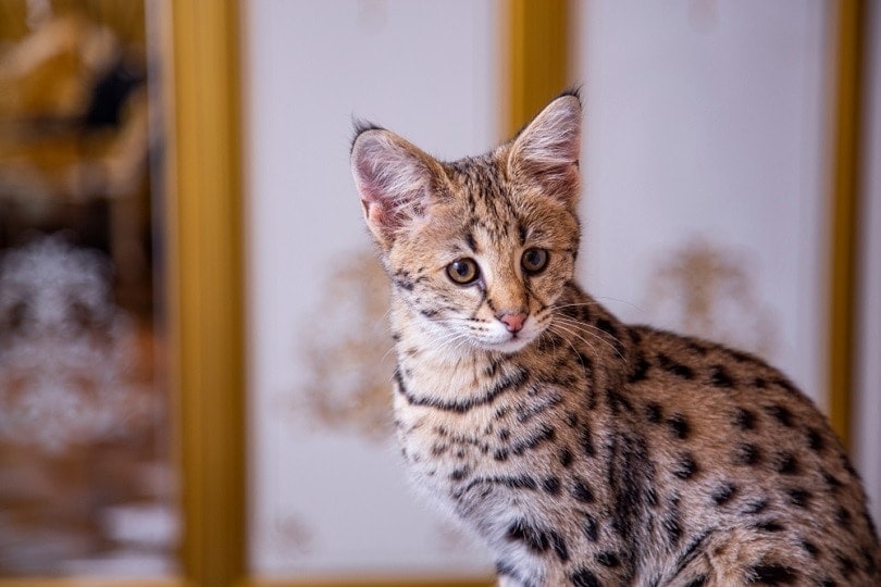 Savannah Cat Size: How Big Are They Full Grown & Size Chart | Hepper Savannah Cat Size: How Big Are They Full Grown & Size Chart | Hepper