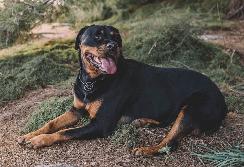 Rottweiler Growth Weight Chart Puppy To Adult Hepper