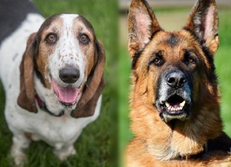 Basset Hound German Shepherd Mix Puppy