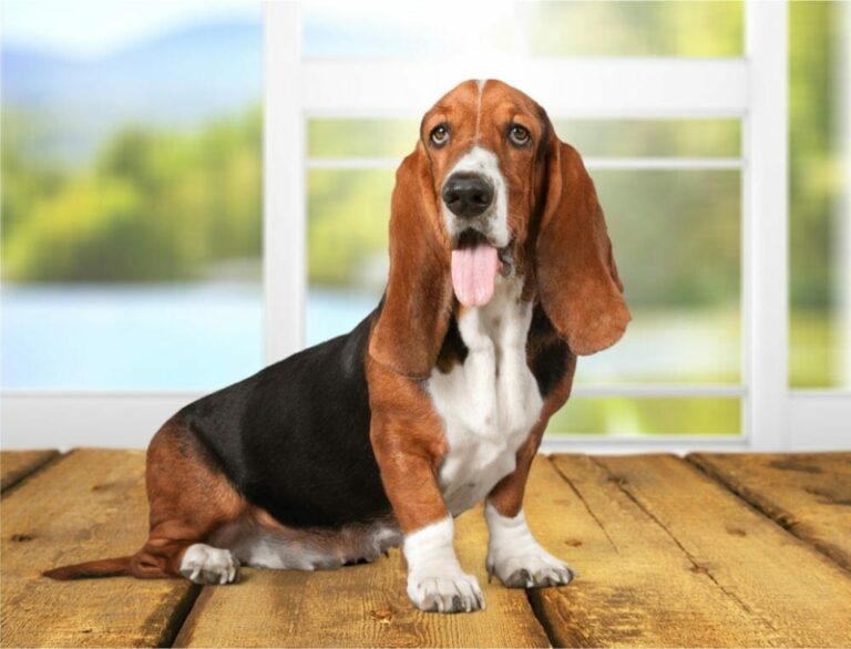 European vs American Basset Hound: The Main Differences (With Pictures ...