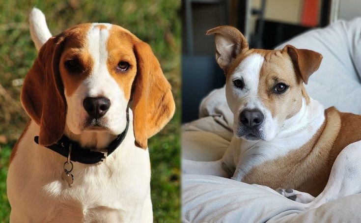 How Big Does A Pitbull Beagle Mix Get