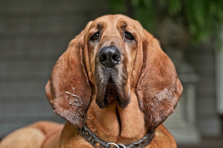 11 Police Dog Breeds: Pictures, Facts & History | Hepper 11 Police Dog Breeds: Pictures, Facts & History | Hepper