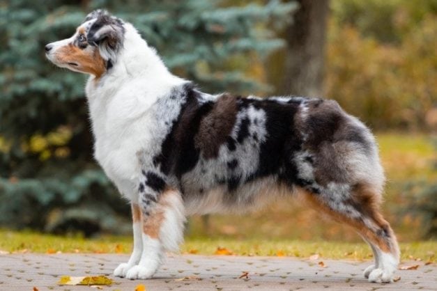 4 Australian Shepherd Haircuts & Grooming Guide (With Pictures) | Hepper