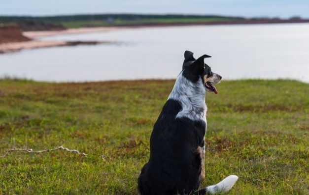 Border Beagle (Beagle & Border Collie Mix): Info, Pictures ...