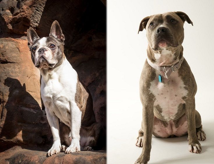 Boston Pit (Pitbull & Boston Terrier Mix): Info, Pictures, & Facts
