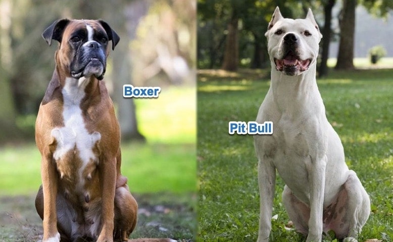 What Is The Difference Between Boxers And Pitbulls
