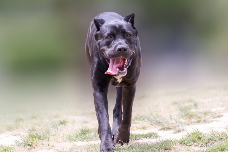 Canis Panther Dog Breed: Info, Pictures, Characteristics & More | Hepper