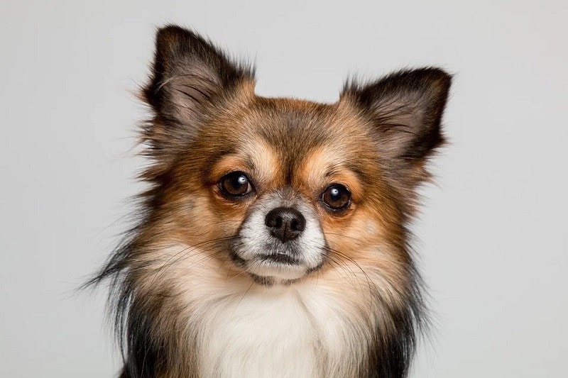 What Dogs Are Under 30 Pounds The Ultimate Guide KeepingDog