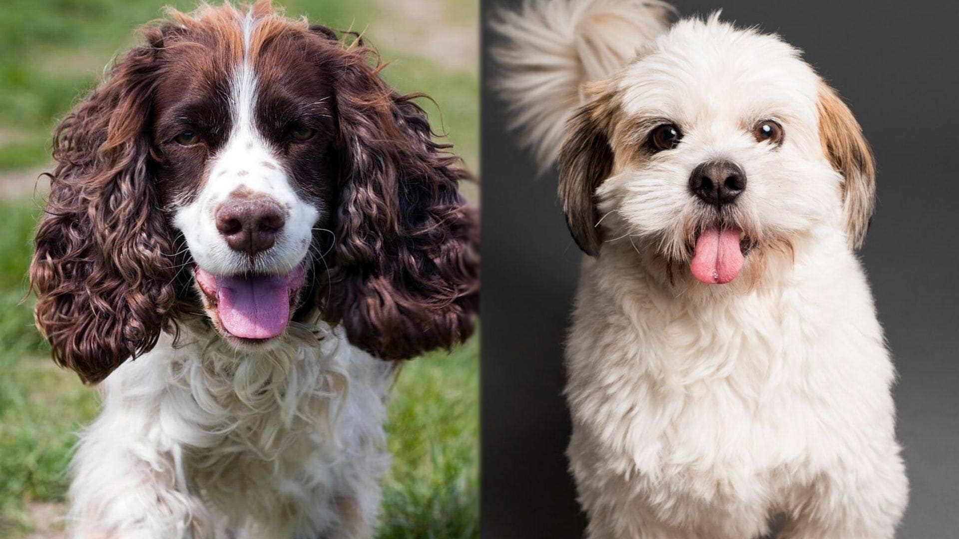 Cock-A-Tzu (Cocker Spaniel & Shih Tzu Mix): Info, Pictures, Facts | Hepper