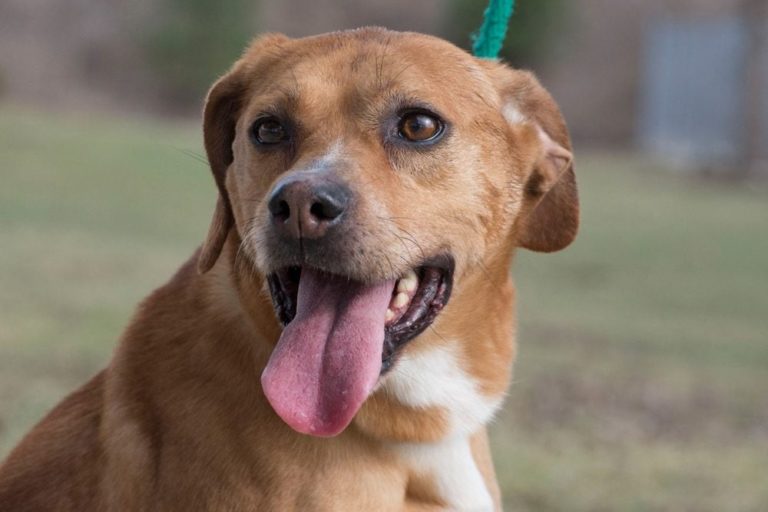 Golden Bull (Bulldog & Golden Retriever Mix): Info and Pictures | Hepper