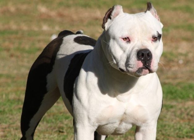 Mexican Pitbull (Chamuco): Pictures, Facts, Origin & History | Hepper