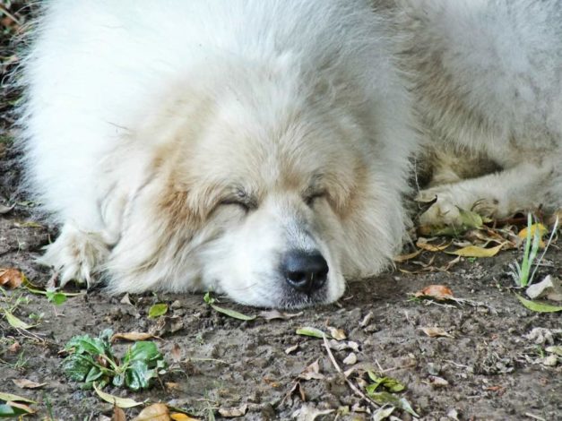 Great Pyrenees Dog Breed: Info, Pictures, Characteristics & More | Hepper