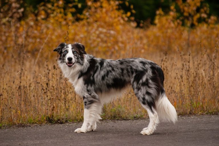 Blue Merle Border Collie: Breed Info, Pics, Traits & Facts | Hepper