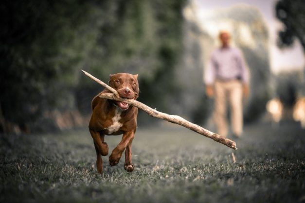 10 Dog Breeds With Long Ears (With Pictures) | Hepper