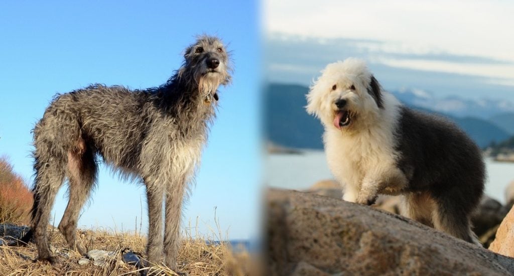 Old English Sheepdog Mix