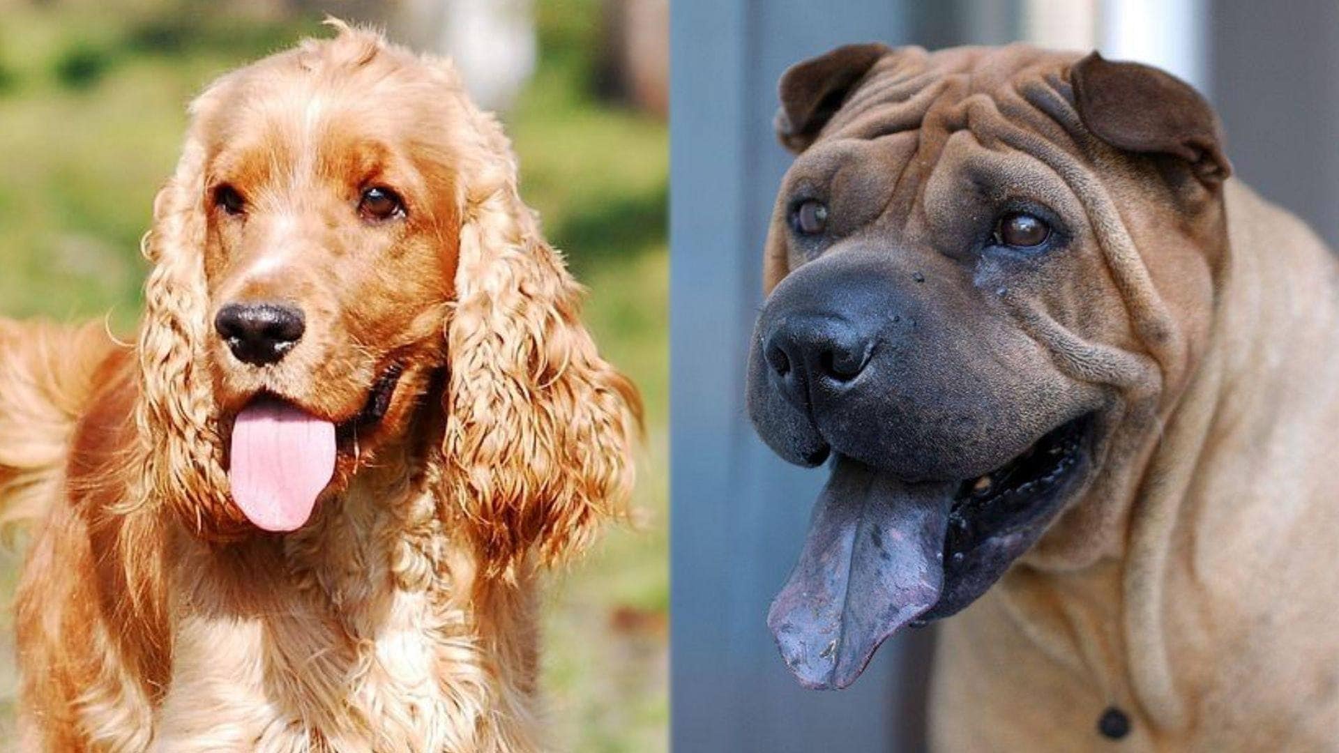 Can A American Cocker Spaniel And A Shar Pei Be Friends