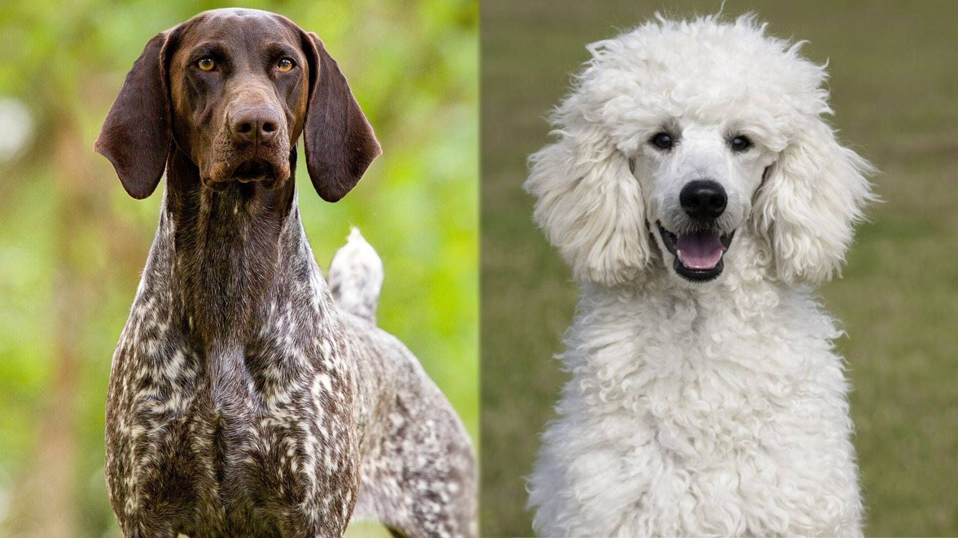 What Breed Is A Poodle Pointer