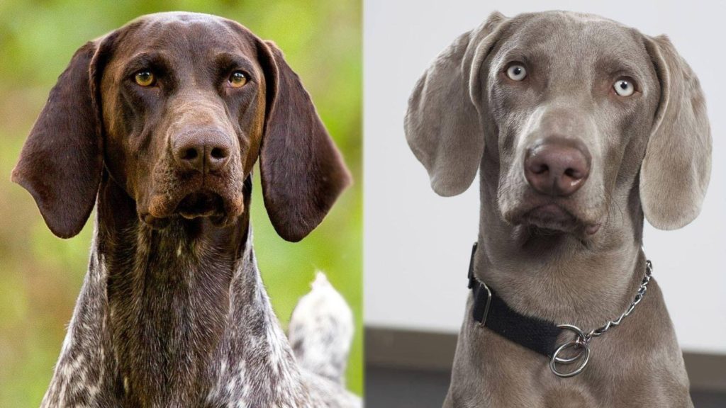 Is A Weimaraner A Pointer