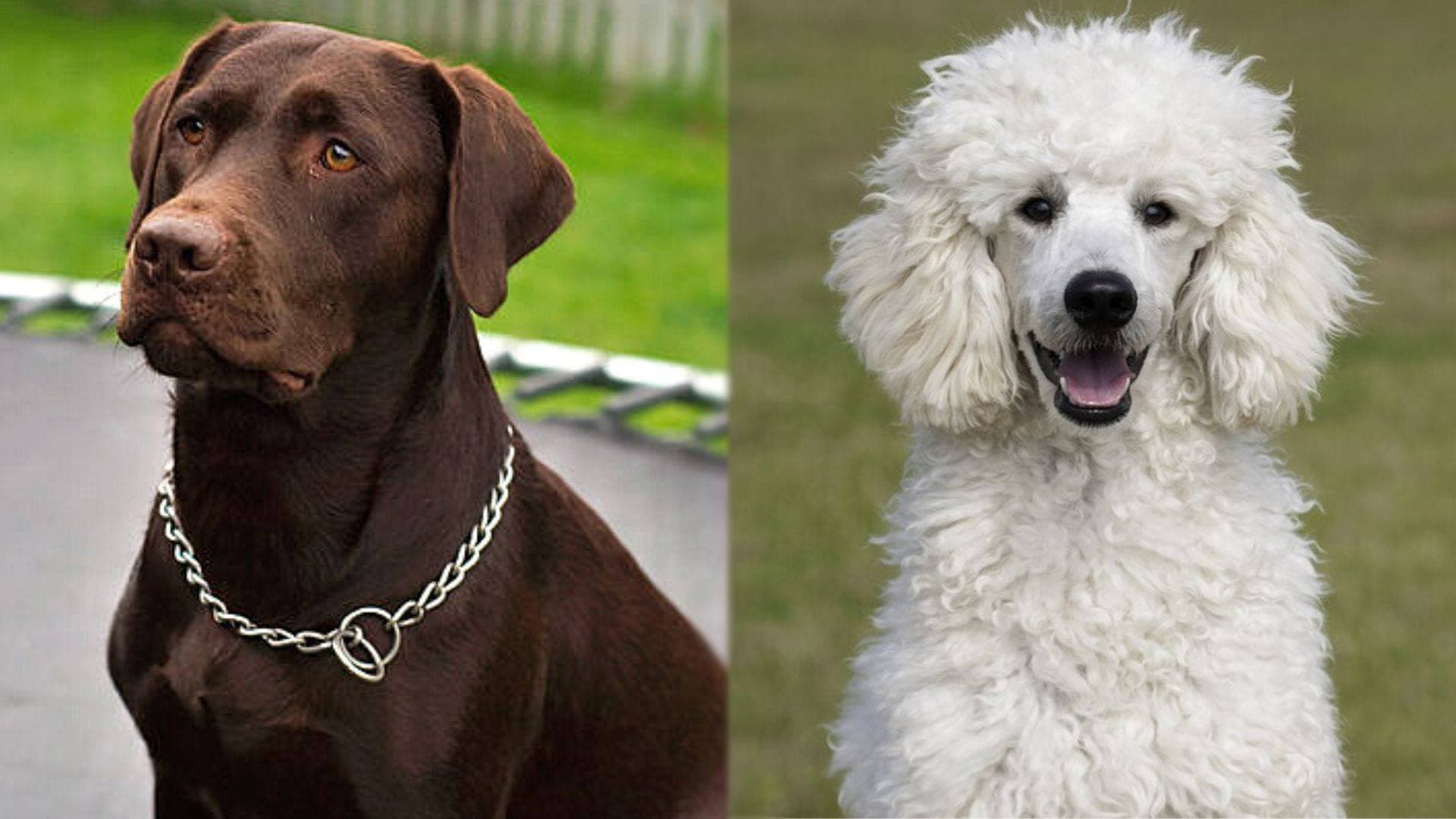Black Lab Poodle Mix