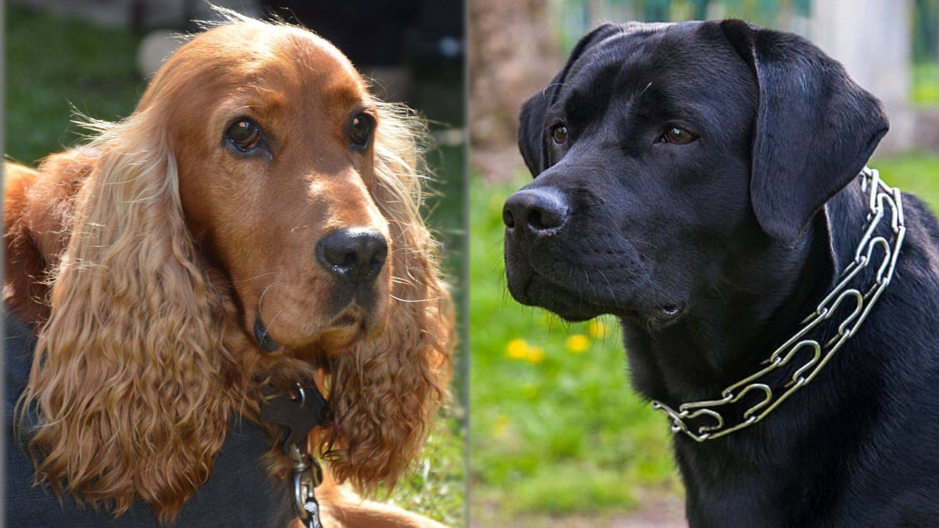 What Is A Cocker Spaniel Labrador