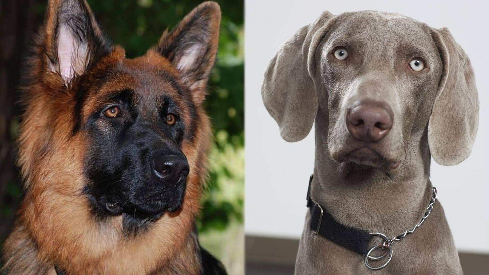 Weimaraner German Shepherd Mix
