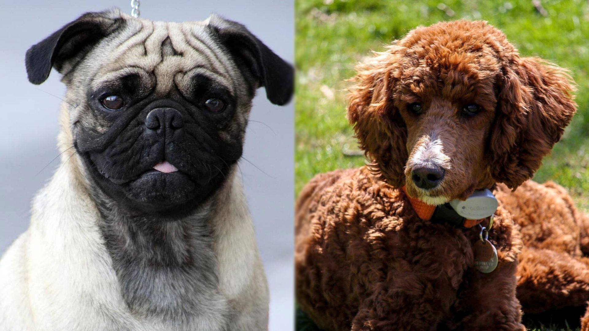 What Is A Pug And Poodle Mix Called