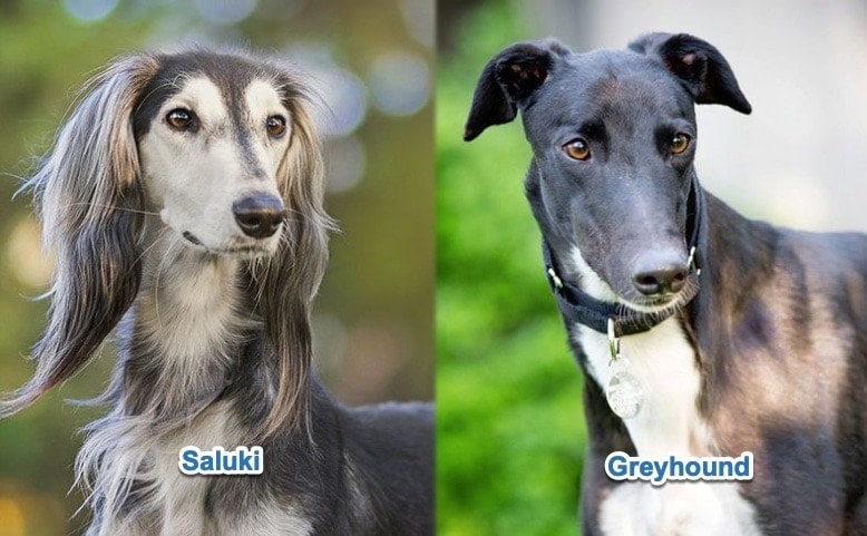 Are Salukis Faster Than Greyhounds