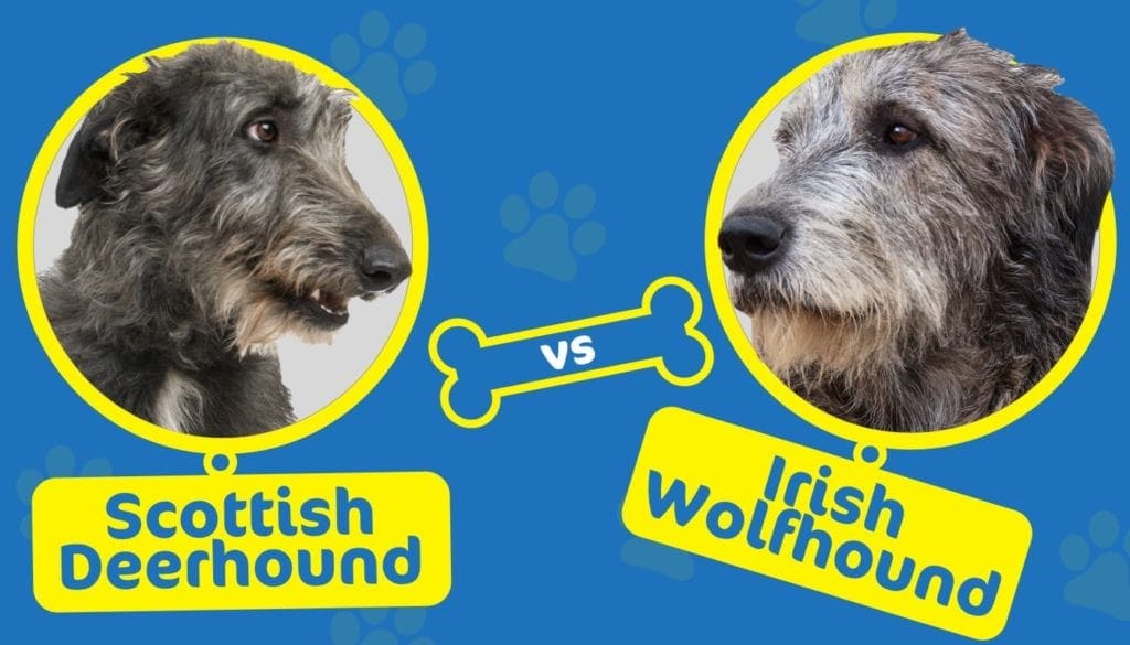 Scottish Deerhound vs. Irish Wolfhound: What’s the Difference? | Hepper