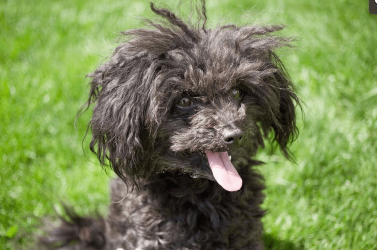 Russian Tsvetnaya Bolonka: Dog Breed Info, Pictures & Facts | Hepper