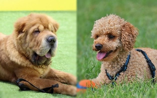 Shar Pei & Poodle Mix (Shar-Poo): Breed Info, Pics, Traits, Facts | Hepper