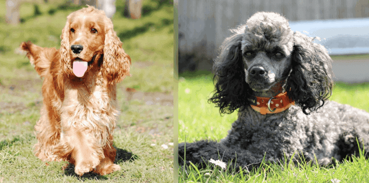 What Is A Cocker Spaniel Cross Poodle