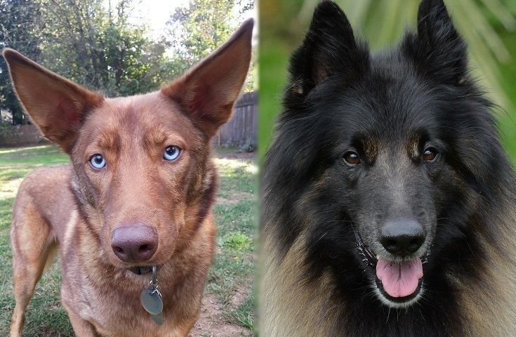 Native American Shepherd