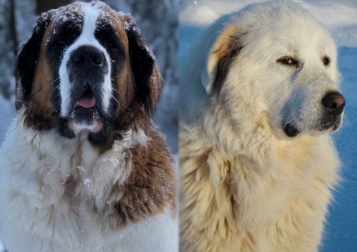 Saint Pyrenees (Great Pyrenees & Saint Bernard Mix): Info, Pictures ...