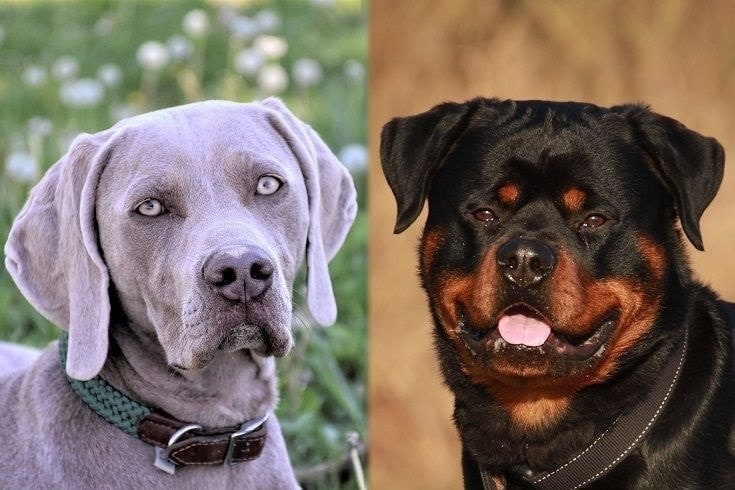 Weimaraner Rottweiler Mix