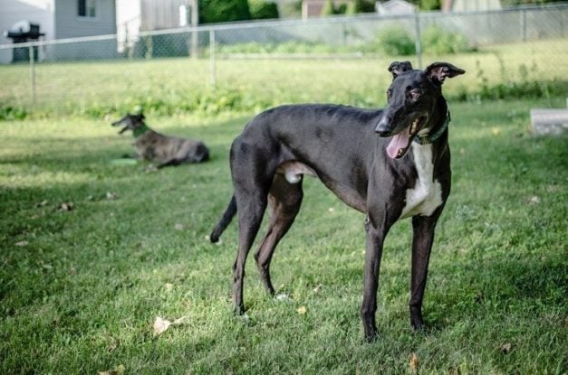 12 Whippet Colors & Markings (With Pictures) | Hepper