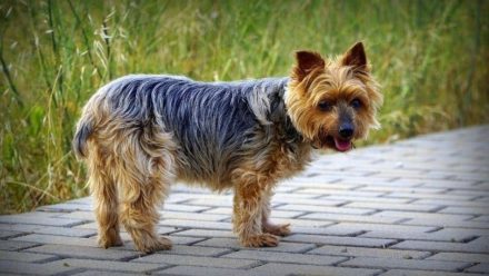 Yorkie Growth & Weight Chart: Puppy to Adult Size Guide | Hepper